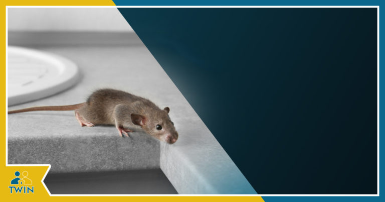 Rodent Control Company Serving Pasadena, CA | Twin Home Experts