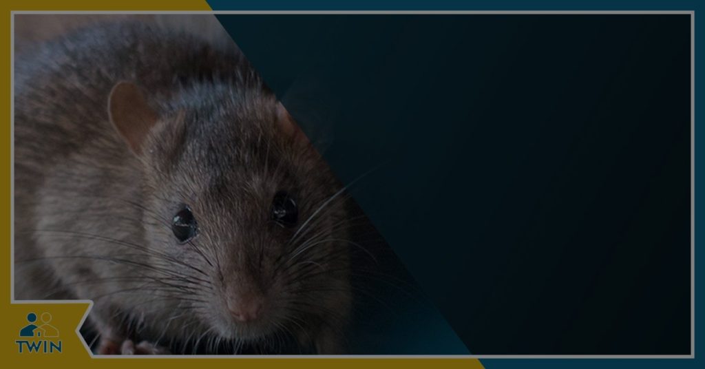 Rodent Control Company Serving Pasadena, CA | Twin Home Experts